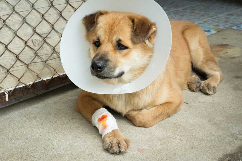 The importance of adopting best-practice wound management techniques ...