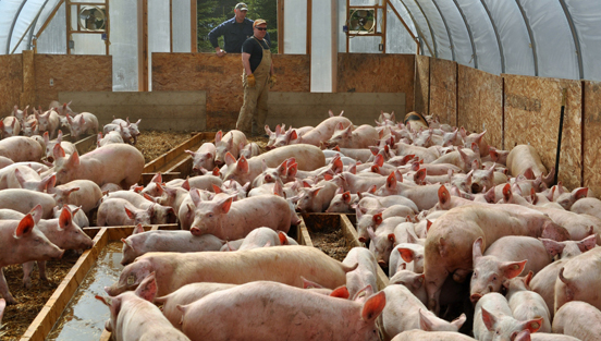 WHO urges end to antibiotics use in healthy food-producing animals ...