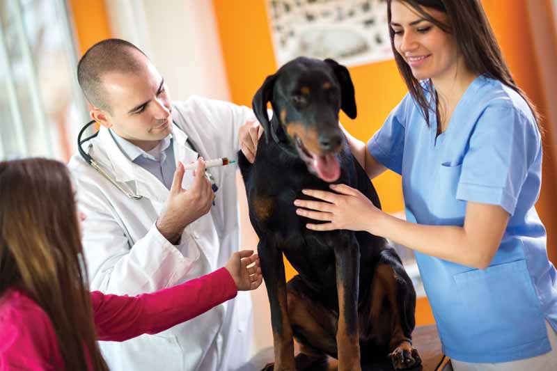 Conquer compassion fatigue once and for all - Veterinary Practice News ...