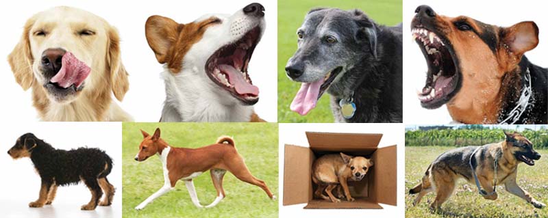 How low-stress handling changed one patient's life - Veterinary ...