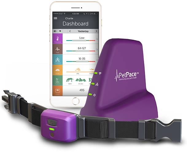 High-tech remote health monitoring - Veterinary Practice News Canada