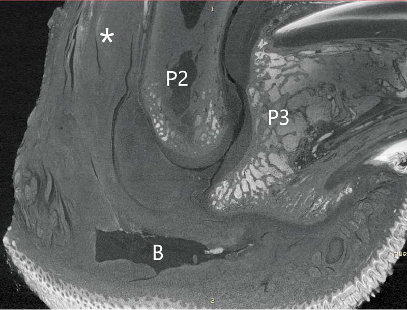 Pad corns: A pain for both dog and veterinarian - Veterinary Practice ...
