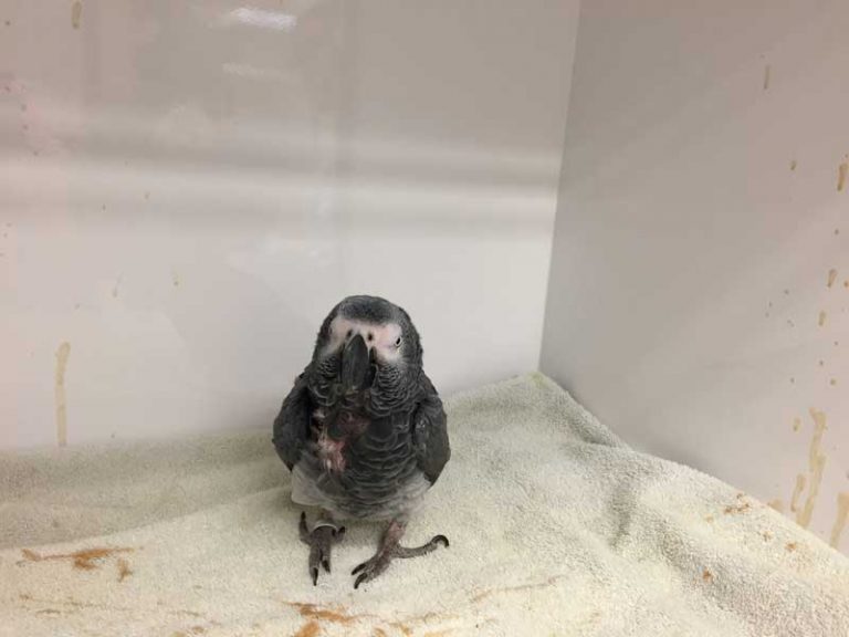 Managing pain in zoological companion animals - Veterinary Practice ...