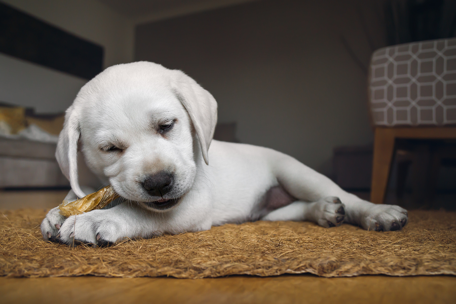 Canada’s top 10 most popular dog breeds of 2018 - Veterinary Practice ...