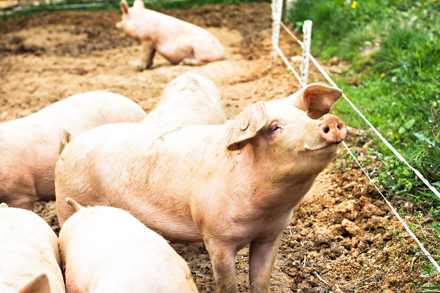 CFIA and CVMA raising awareness of African swine fever threat ...