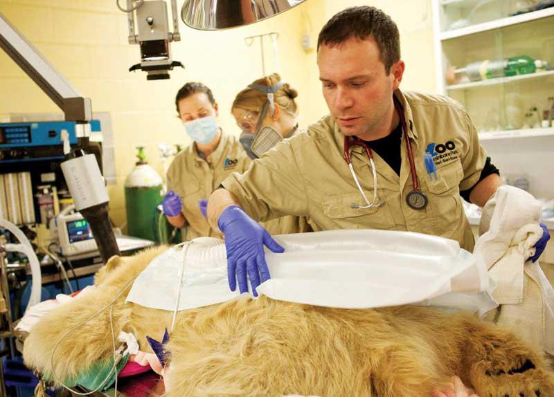 5 Questions With… Chris Enright, DVM, of the Assiniboine Park Zoo's ...