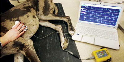 Taking ECGs to the next level - Veterinary Practice News Canada