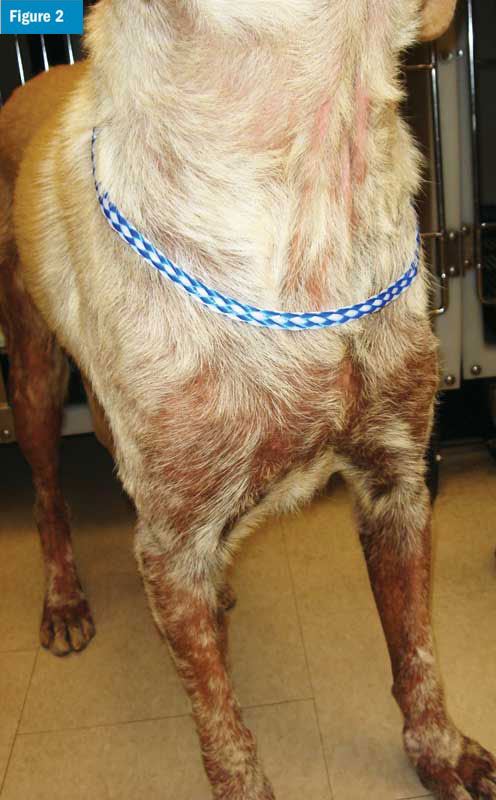 Dermatology and nutrition: Beyond food allergy - Veterinary Practice ...