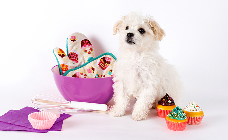 Ontario SPCA campaign offers sweet twist on fundraising - Veterinary ...