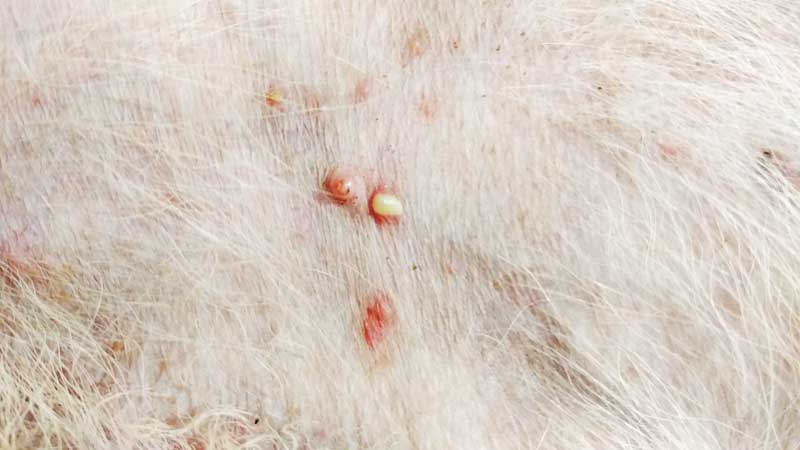 Getting to the root of pyoderma - Veterinary Practice News Canada