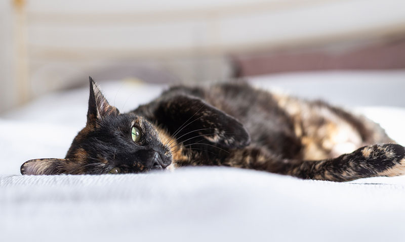 Feline oral cancer, DCM therapies to be explored - Veterinary Practice ...