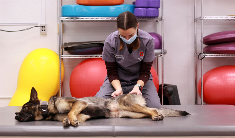 Can shockwave therapy help canine back pain? - Veterinary Practice News ...