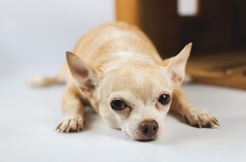 QOL assessment offers multi-faceted look at canine health - Veterinary ...