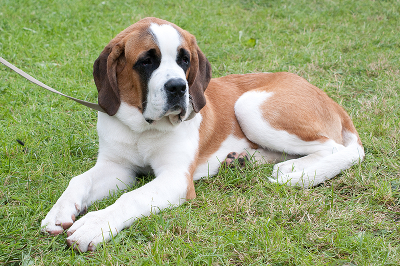 Limb-sparing options for osteosarcoma-diagnosed dogs to be explored ...