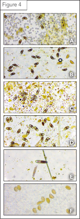 Practical tips for reptile fecal exams - Veterinary Practice News Canada