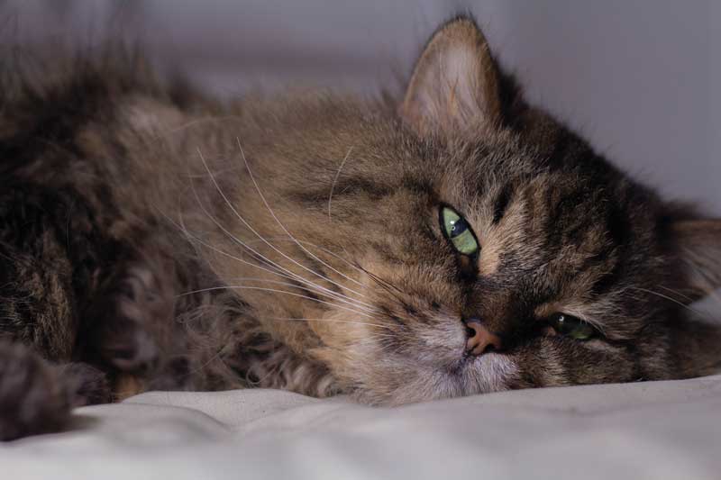 Integrative pain management options for cats - Veterinary Practice News ...