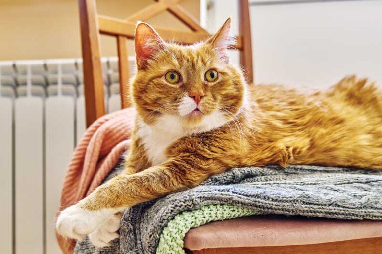 Challenges in diagnosing OA pain in cats - Veterinary Practice News Canada