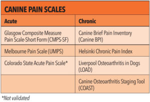 Recognizing and measuring pain in companion animals - Veterinary ...