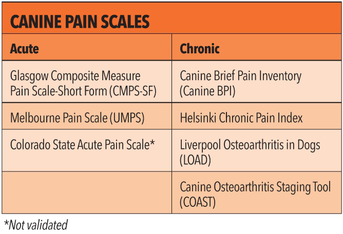 Recognizing And Measuring Pain In Companion Animals Veterinary