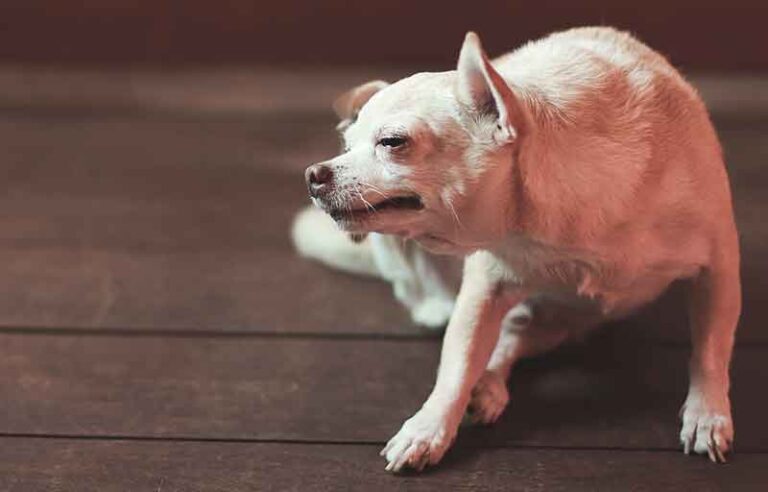 Managing Malassezia otitis without antifungals - Veterinary Practice ...