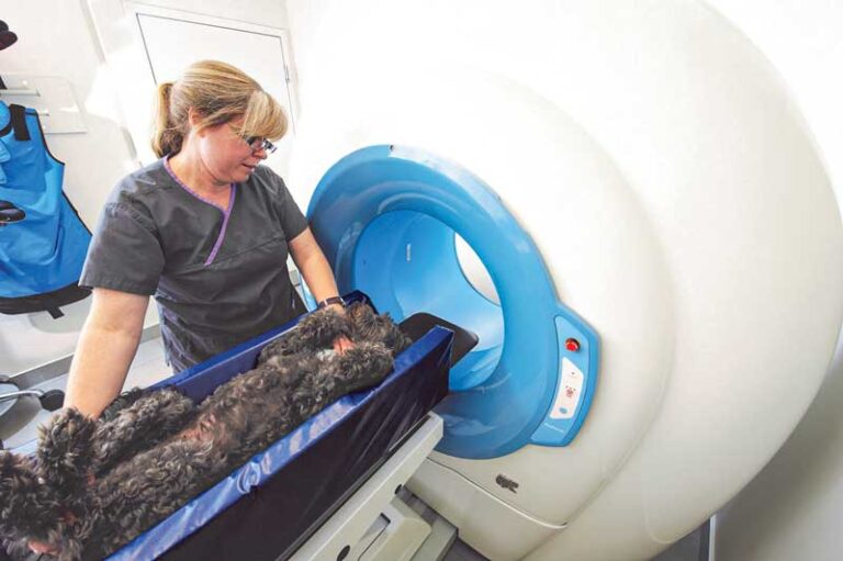 Using advanced imaging to change care - Veterinary Practice News Canada