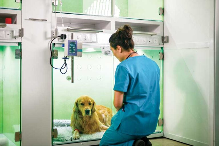 How to enhance your veterinary practice with modular kennel design ...