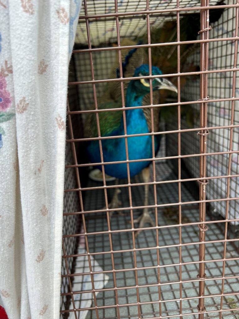 Hunt for Peacock's owners takes flight - Veterinary Practice News Canada