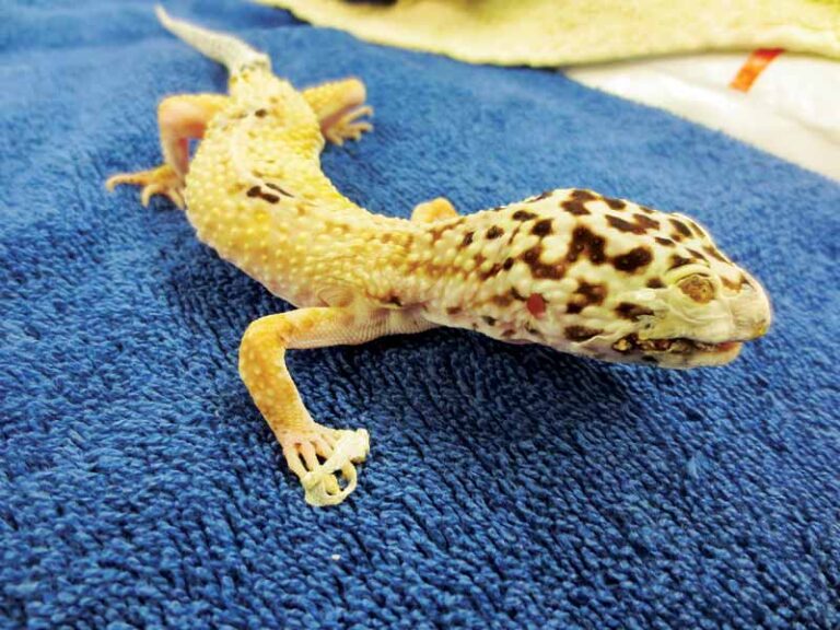A guide to avian and reptilian dermatology - Veterinary Practice News ...