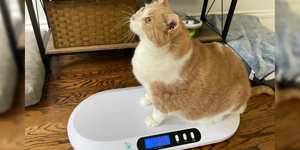 From fat cat to weight loss influencer, Ottawa cat takes TikTok by ...