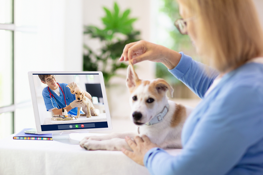 Yukon to receive new veterinary telemedicine service - Veterinary ...