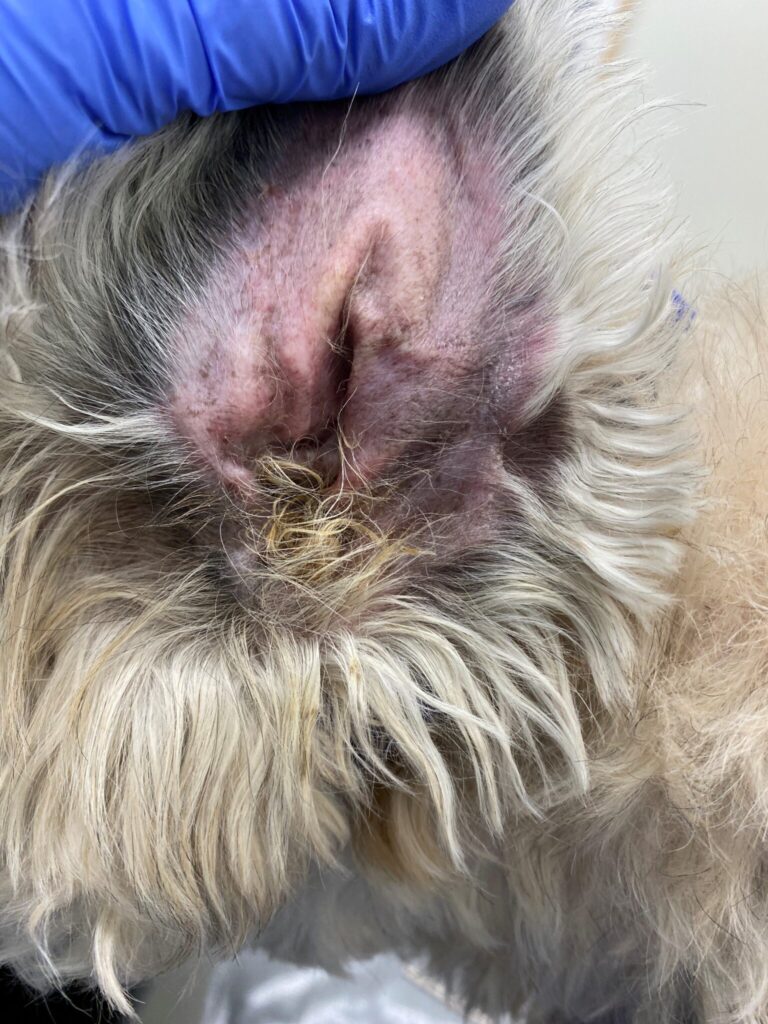 Tailoring allergy treatment in dogs