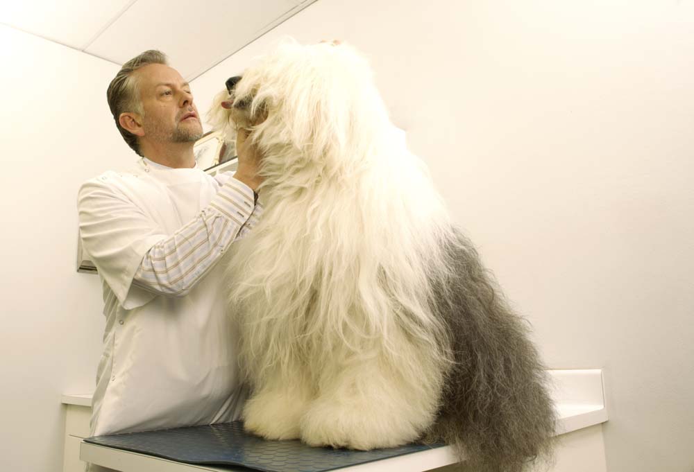 The Lastest On The Deadly Canine Parvovirus - Veterinary Practice News ...