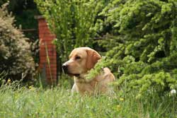 Researchers Identify Gene Linked To Exercise-Induced Collapse In Labs ...