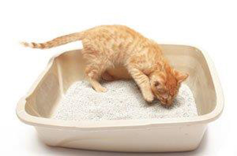 Interpret The Signs Of FLUTD In Feline Patients - Veterinary Practice ...